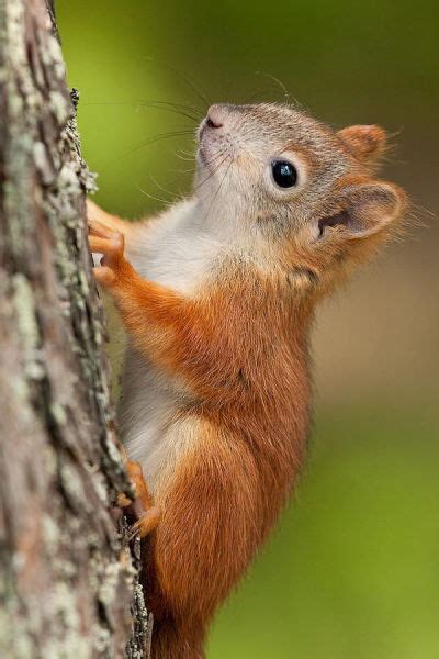 Squirrel By Juhani Viitanen Tumbex