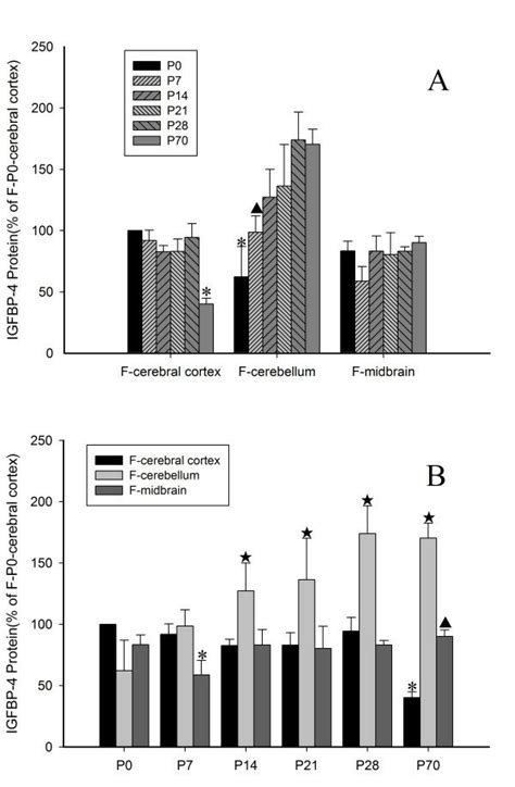 Igfbp 4 Protein Expression In Postnatal Rat Brains A The Temporal