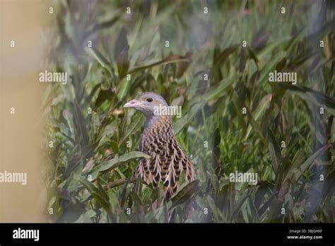 A Rare Corncrake Crex Crex In The Grass Seen Through A Wire Fence In