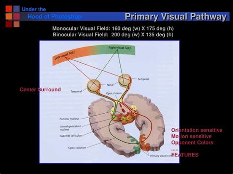 Ppt Exploring Human Vision Light Color And Eyes Powerpoint