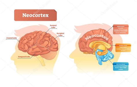 Ilustración Vectorial Del Neocórtex Diagrama Etiquetado Con Ubicación Y Funciones 2022