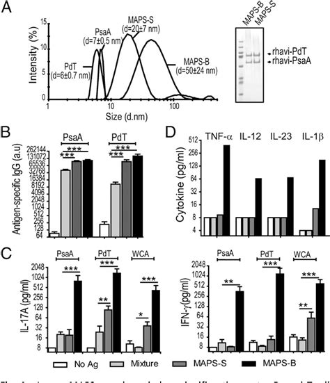 Figure 1 From Multiple Antigen Presenting System Maps To Induce