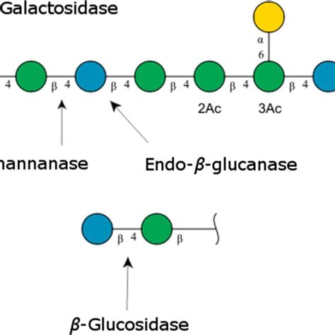 Schematic Illustration Of O Acetylated Galactoglucomannan And Enzymes Download Scientific