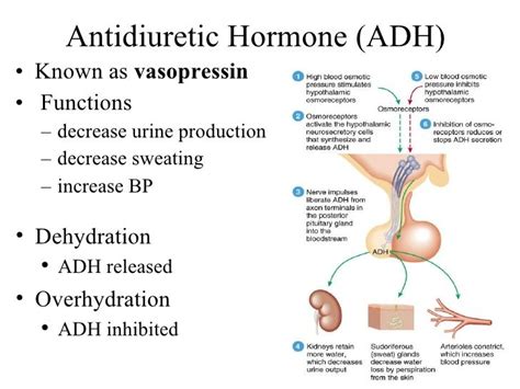 Antidiuretic Hormone Adh Known As Vasopressin Functions