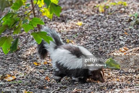 Skunk Pattern Photos And Premium High Res Pictures Getty Images