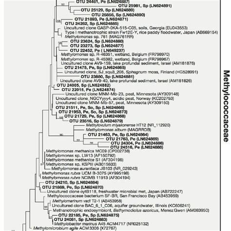 Phylogenetic Tree Based On Maximum Parsimony Mp Analysis Of