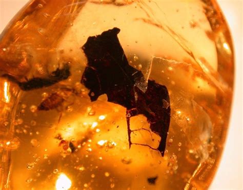 Insect Skeletonized Leaf With Fly Beetle In Authentic Dominican Amber Gemstone 1840181095