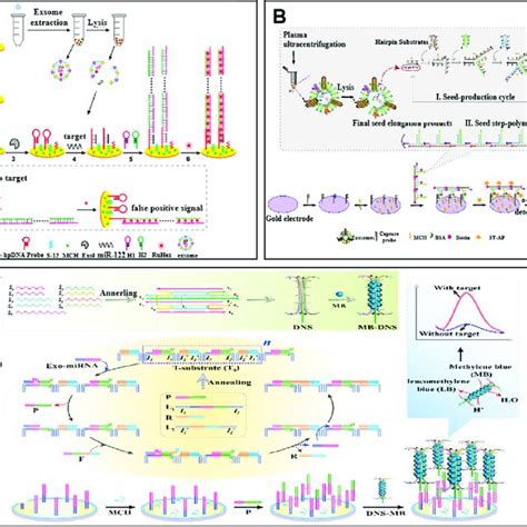 Examples Of Signal Amplification By Dna Assembly A Schematic Of Download Scientific Diagram