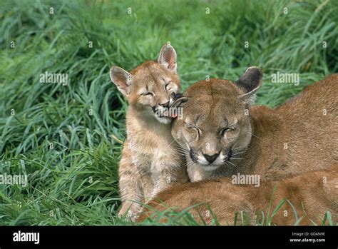 Puma Cubs
