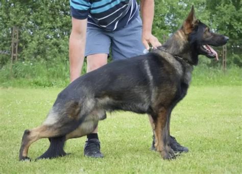German Shepherd Puppies For Sale Czech Working Line German Shepherds