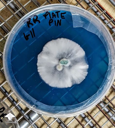 Mushroom Cultures On Agar Nice Mycelium Growth 5