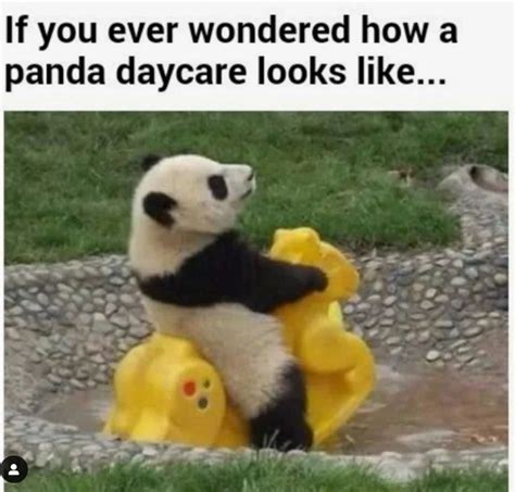 Perfectly Pleasant Panda Memes For An Extra Dose Of Hilarity On This