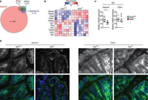 Tight Junction Zo 1 Is Markedly Reduced In The Jejunum But Not In The Download Scientific