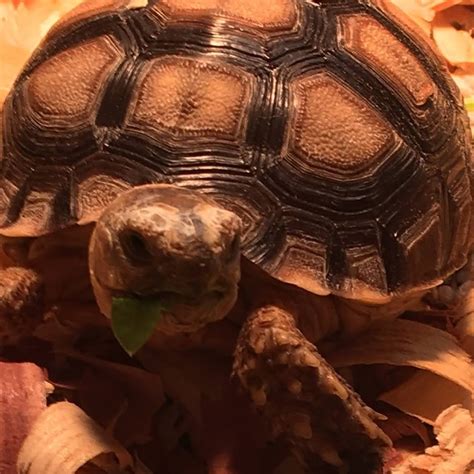 Hailey Chapman Youtube