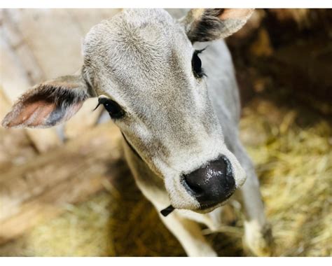 Mini Zebu Cattle New To This Page Facebook