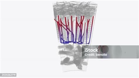 Sinusoidal Capillaries Sometimes Referred To As Sinusoids Or Discontinuous Capillaries Have
