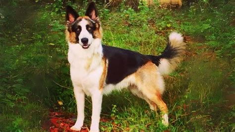 Everything About Panda Shepherd — 2025 Facts Care And Adoption
