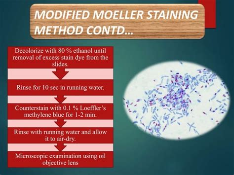 Spore Staining Methods Pptx