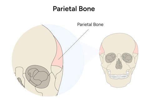 Premium Vector Anatomy Human Skull Infographic Parietal Bone In Vector