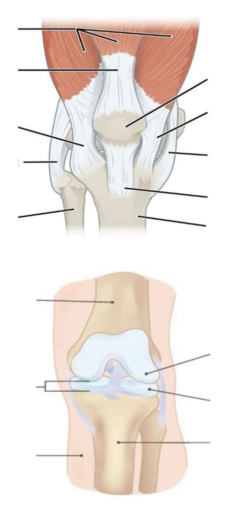 Right Knee Joint Diagram Quizlet