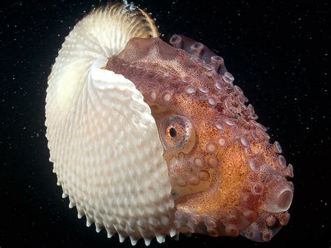 Pet Nautilus