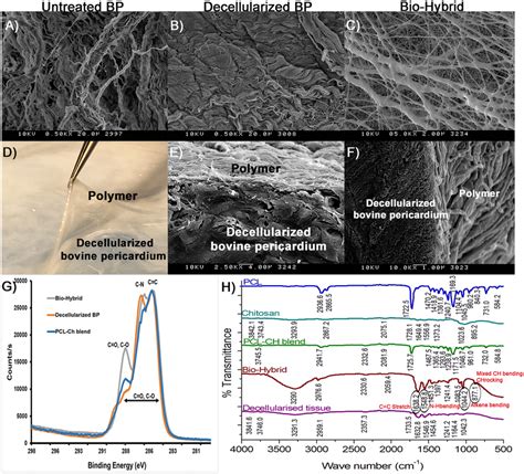Polymer Tissue Interface Characterization In The Biohybrid Composite