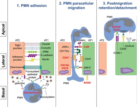 Transpithelial Migration Of Neutrophils Into The Airspace The Download Scientific Diagram