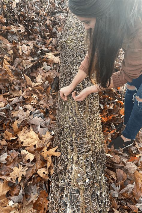 Adaptogens 101 Unlocking The Benefits Of Natures Stress Support