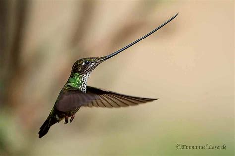 Sword Billed Hummingbird Ensifera Ensifera Photo Call And Song
