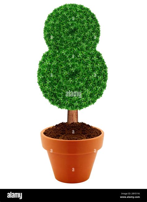 Potted Dwarf Tree Cut Out Stock Images And Pictures Alamy