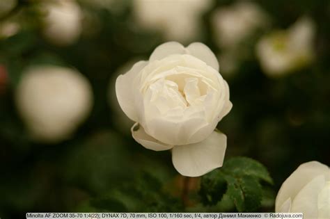 Konica Minolta Dynax 7D Review From The Reader Radozhiva Happy