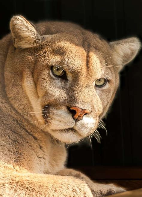 What Does A Cougar Cat Look Like