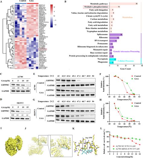 Gaa Suppresses Oxphos In Oc By Targeting Lrpprc A Heatmap Showing