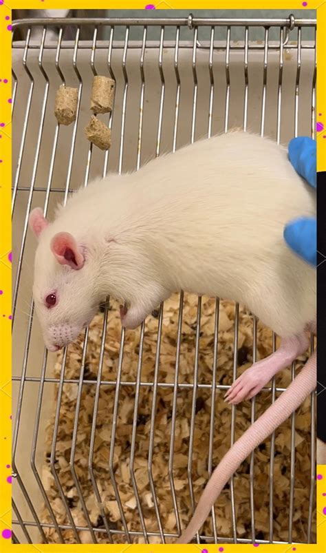 🐭大鼠含药血清制备全攻略💉