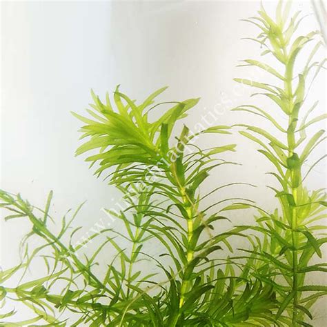 Egeria Najas Elodea 3 Stems Buy Aquarium Plants And Aquarium