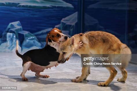 Maya Wolf Fotografías E Imágenes De Stock Getty Images