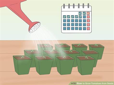 How To Grow Tomatoes From Seeds With Pictures Wikihow