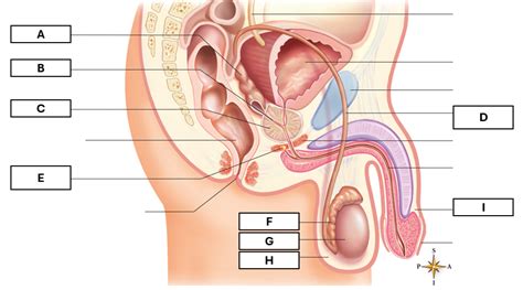 Male Reproductive System Diagram Diagram Quizlet