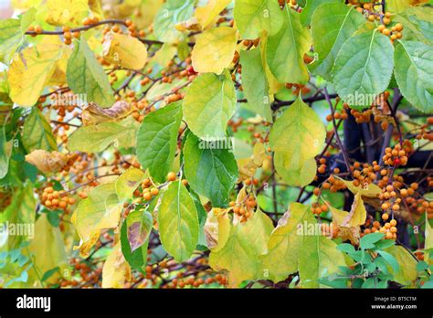 Chinese Bittersweet Oriental Bittersweet Autumn Fruits Berries And