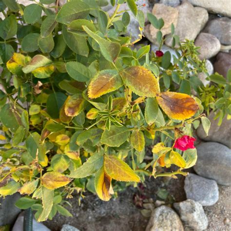 Why Are My Pink Roses Turning Yellow At Maria Vitagliano Blog