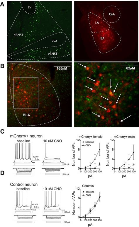 Sex Differences In The Activity Of Basolateral Amygdalar Neurons That