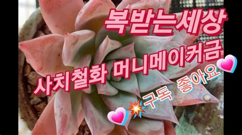 사치철화머니메이커금 다육이 소개왕초보영상 Youtube
