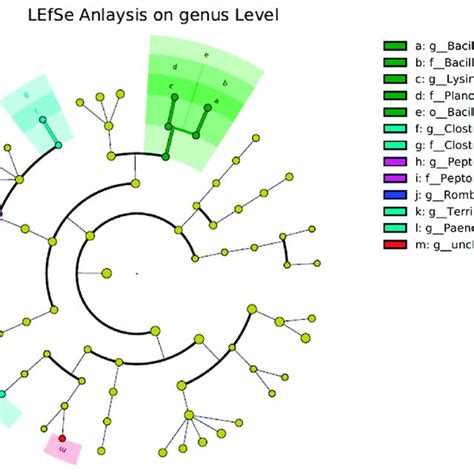 Differential Abundance Microbial Cladogram Obtained Using Lefse