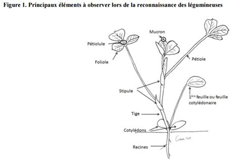 Les Espèces Fourragères Sd Classesully