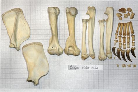 Badgerforelimb Male Badger Skeleton John Rochester Flickr