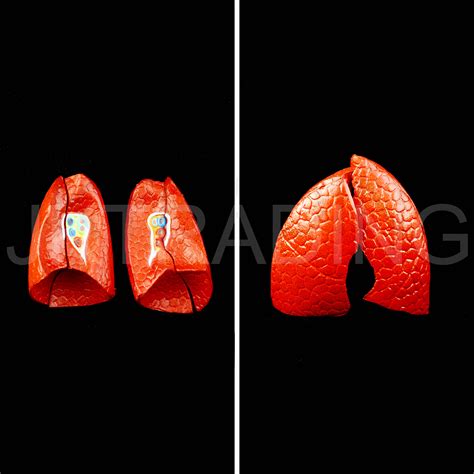 Anatomical Model Human 26cm Unisex Torso Medical Skeleton Anatomy