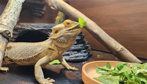 What Do Bearded Dragons Eat 20 Foods They Love The Most