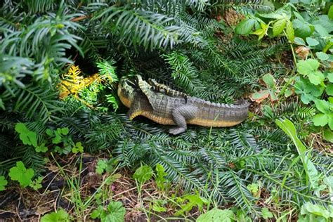 Mysteriöse Echse Im Garten Tierrettung Für Die Berufsfeuerwehr