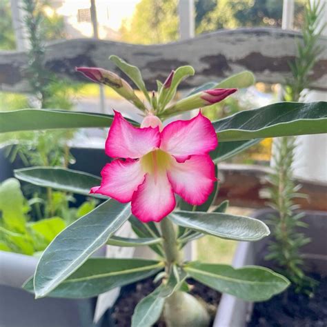 How To Fix Brown Spots On Desert Rose Leaves