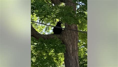 Another Michigan Black Bear Sighting This Time In A Mt Pleasant Tree